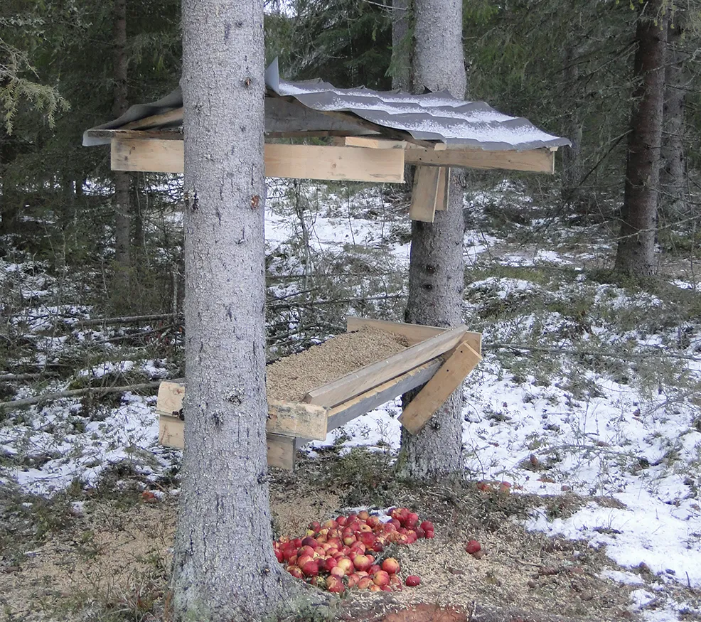Metsästäjäinliitto suosittaa riistalintujen ruokinnan lopettamista ...