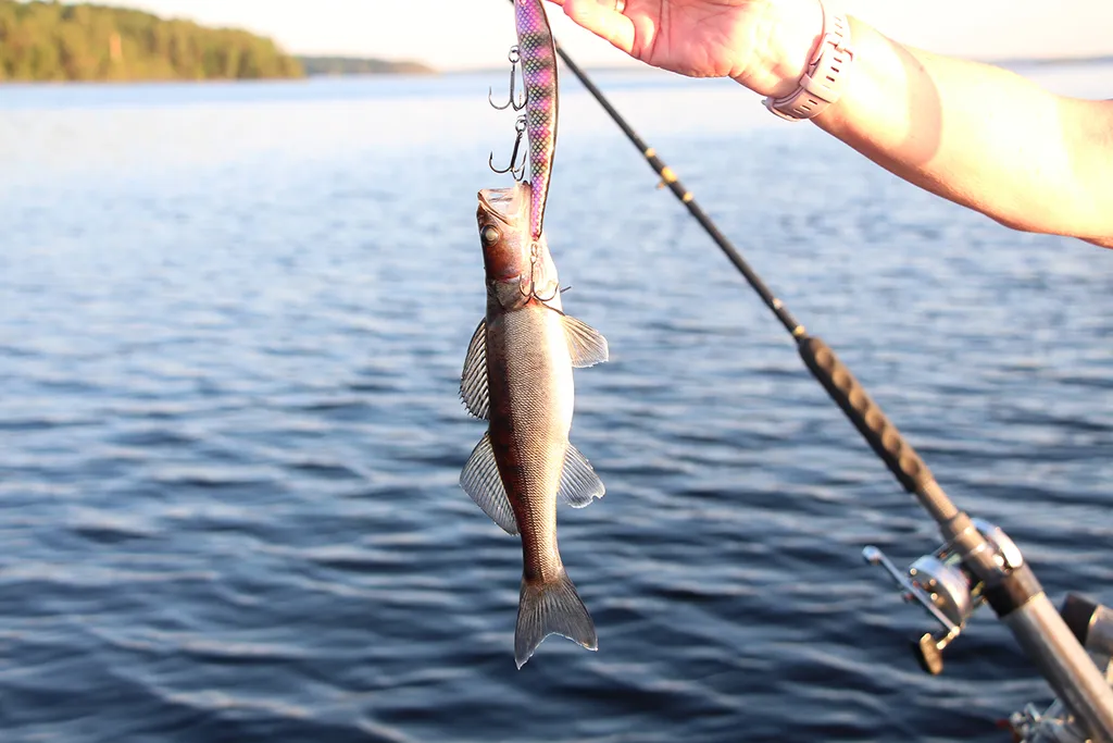 Vaeltavia kuoreita tai ankeriaita voi tulla kalastajan pyydyksiin ...